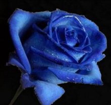 La Rosa Azul de Alejandría – El Tomoscopio de Mimbre